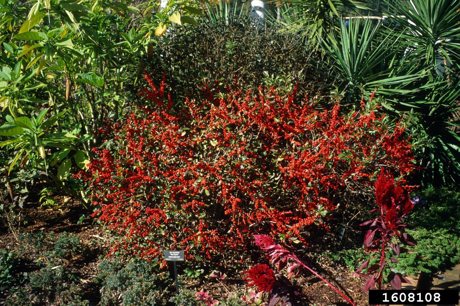 common winterberry (Ilex verticillata)