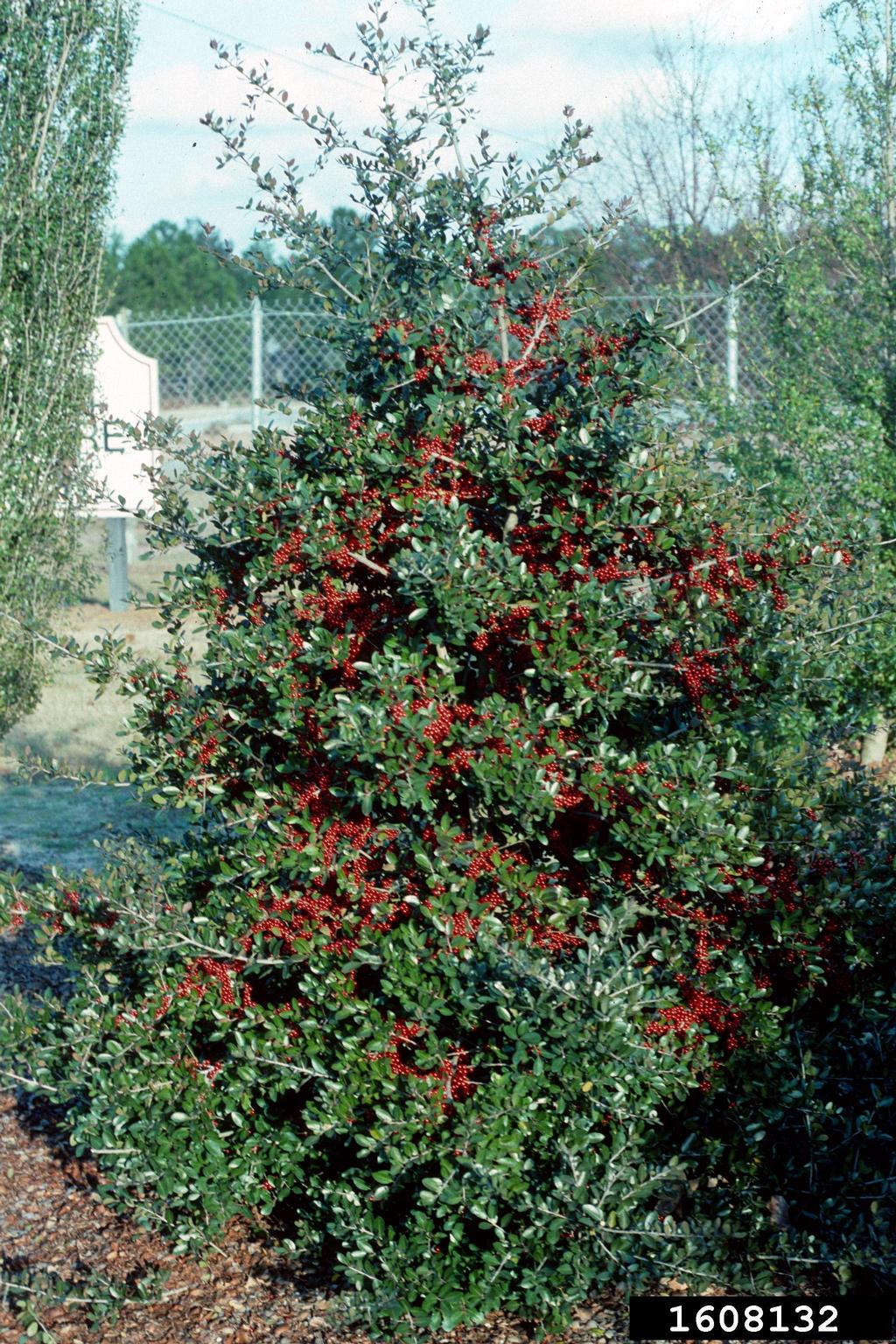 yaupon (Ilex vomitoria Ait.)