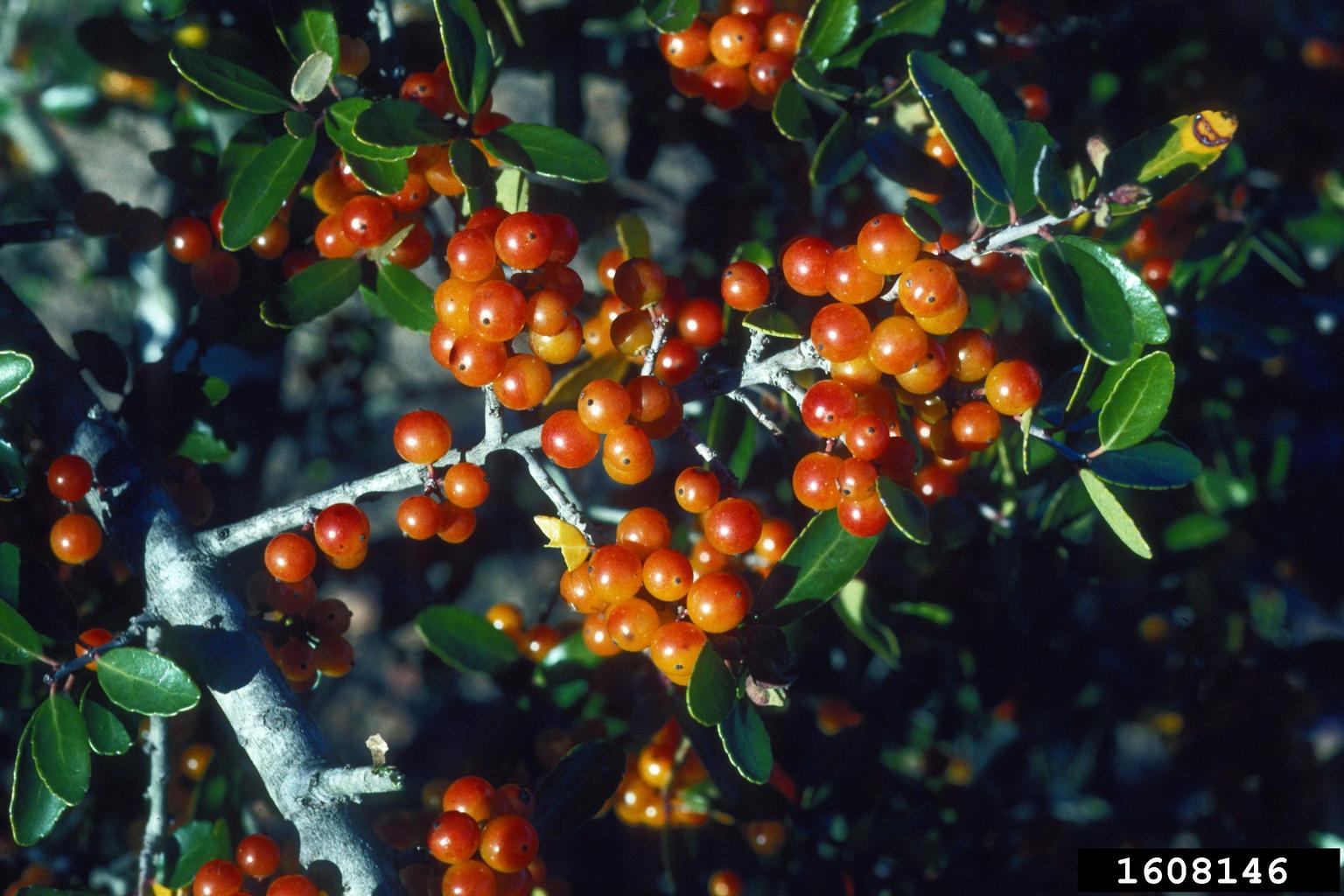 yaupon (Ilex vomitoria)