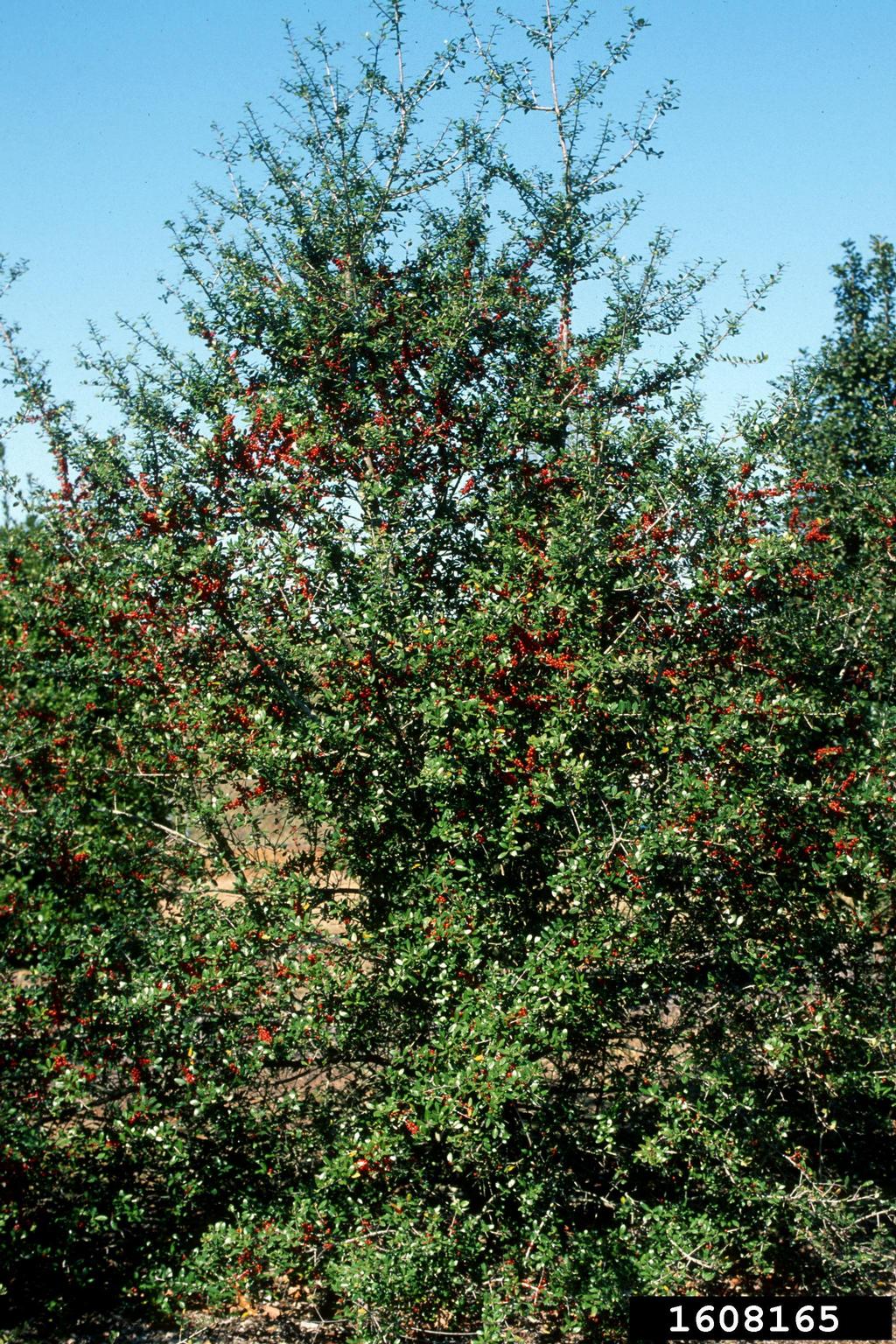 yaupon (Ilex vomitoria)