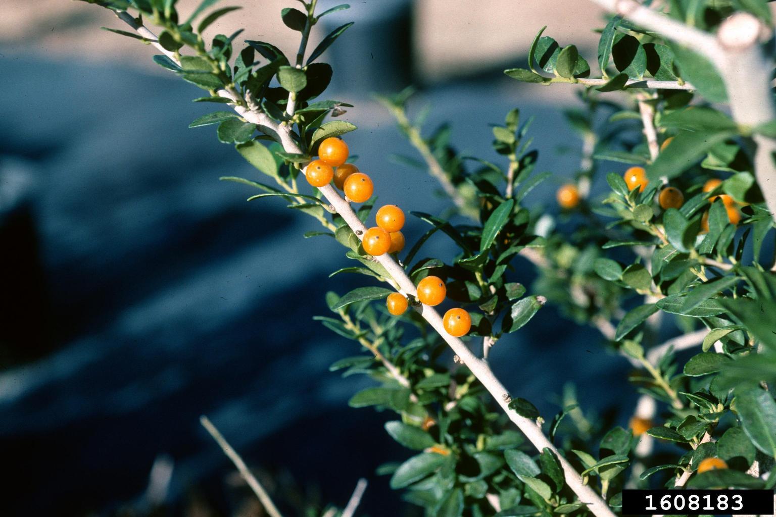 yaupon (Ilex vomitoria)