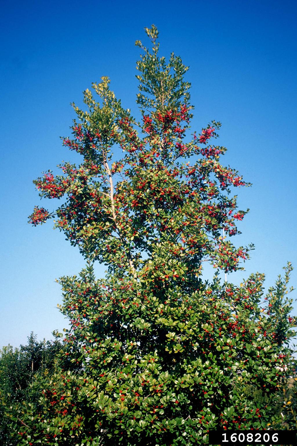 holly, Ilex spp. (Celastrales: Aquifoliaceae) - 1608206