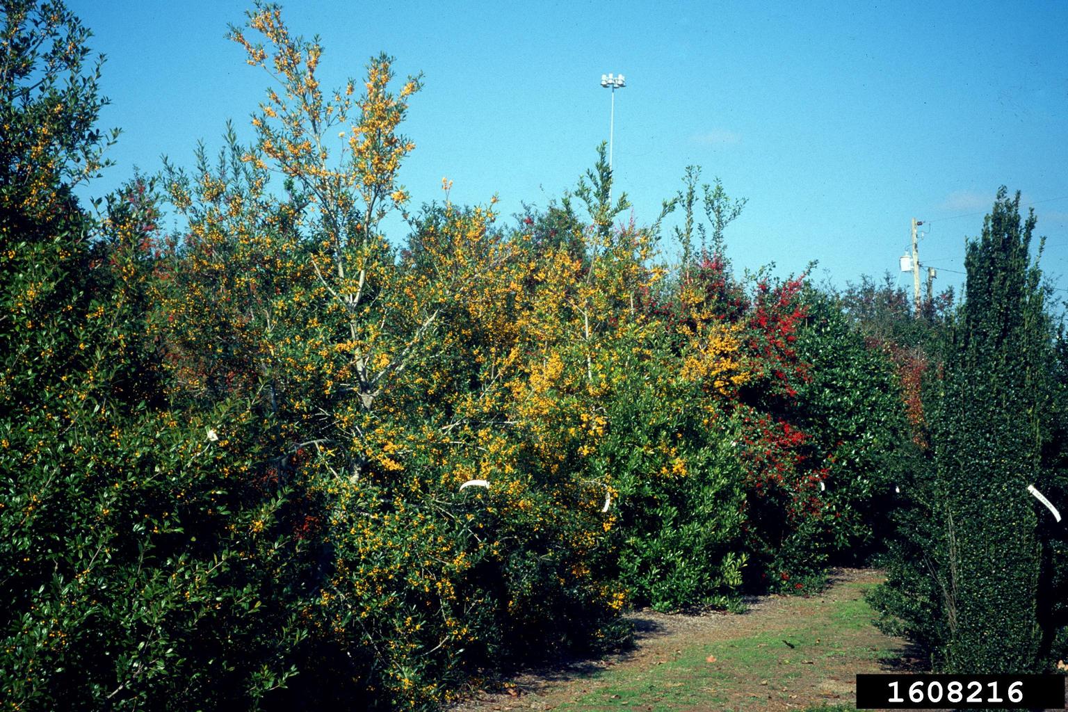 holly (Genus Ilex L.)