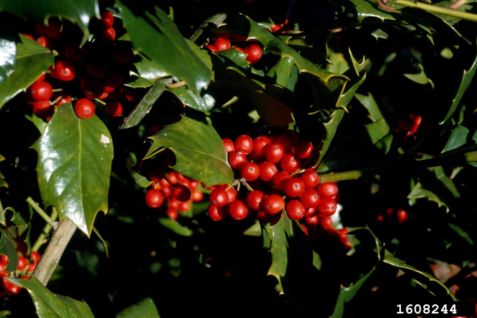 holly (Genus Ilex L.)
