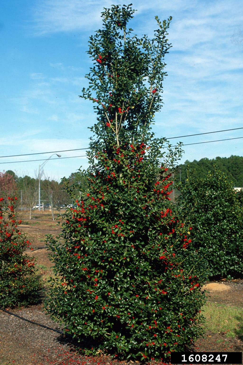 holly (Genus Ilex L.)