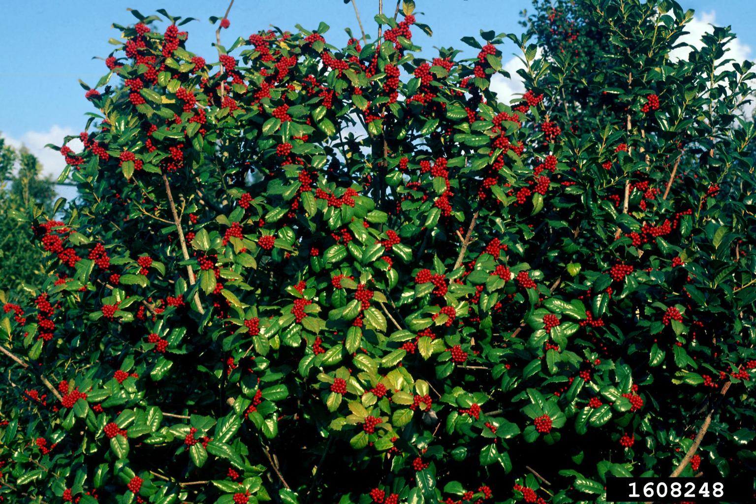 holly (Genus Ilex)