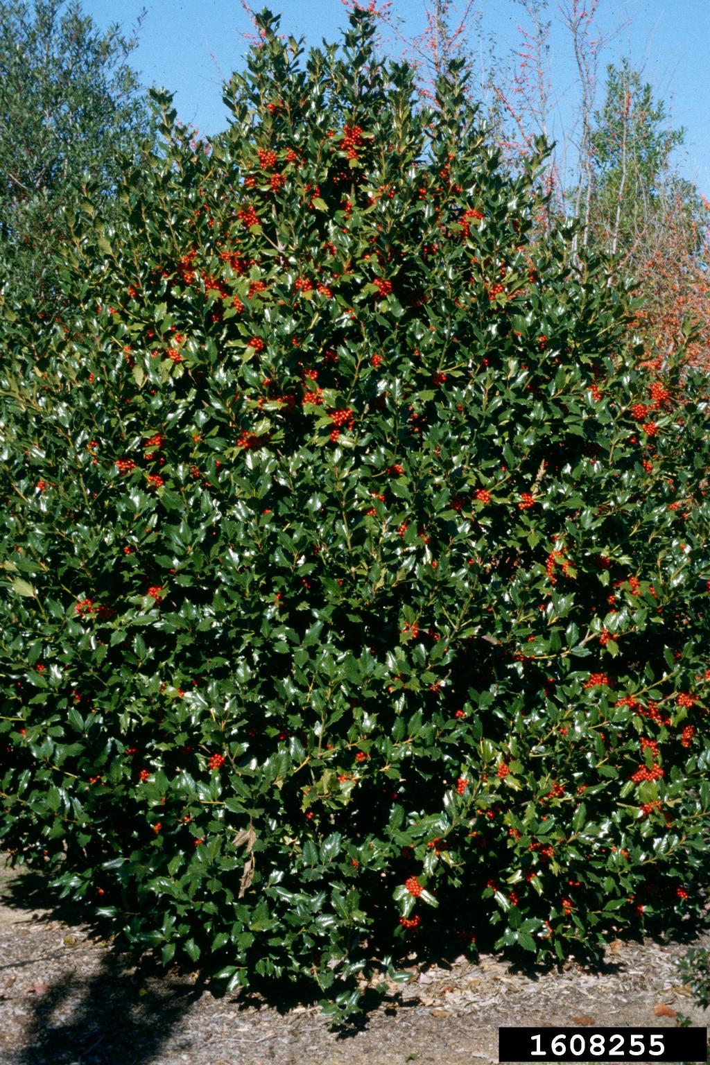 holly (Genus Ilex)