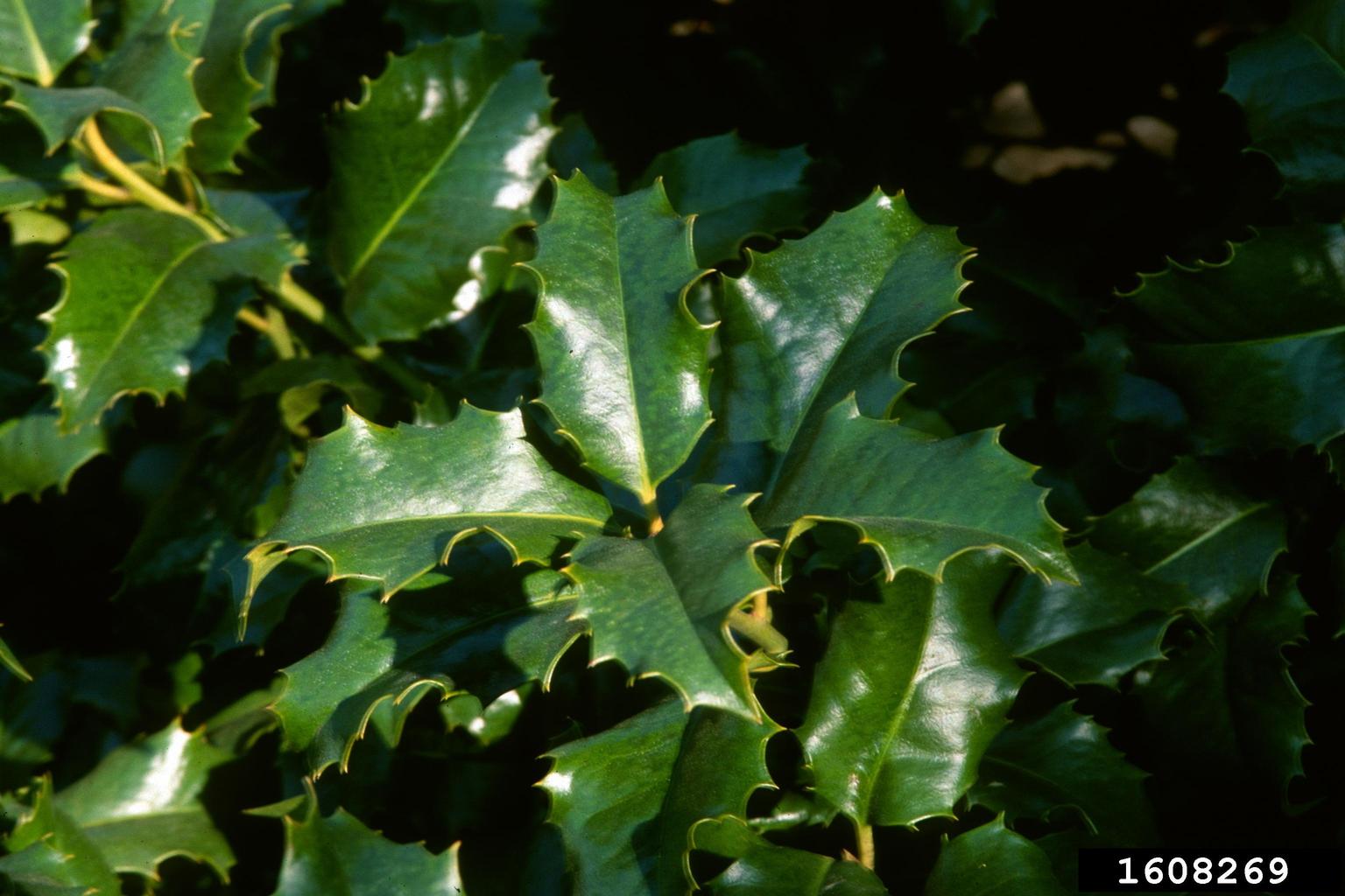 holly (Genus Ilex L.)