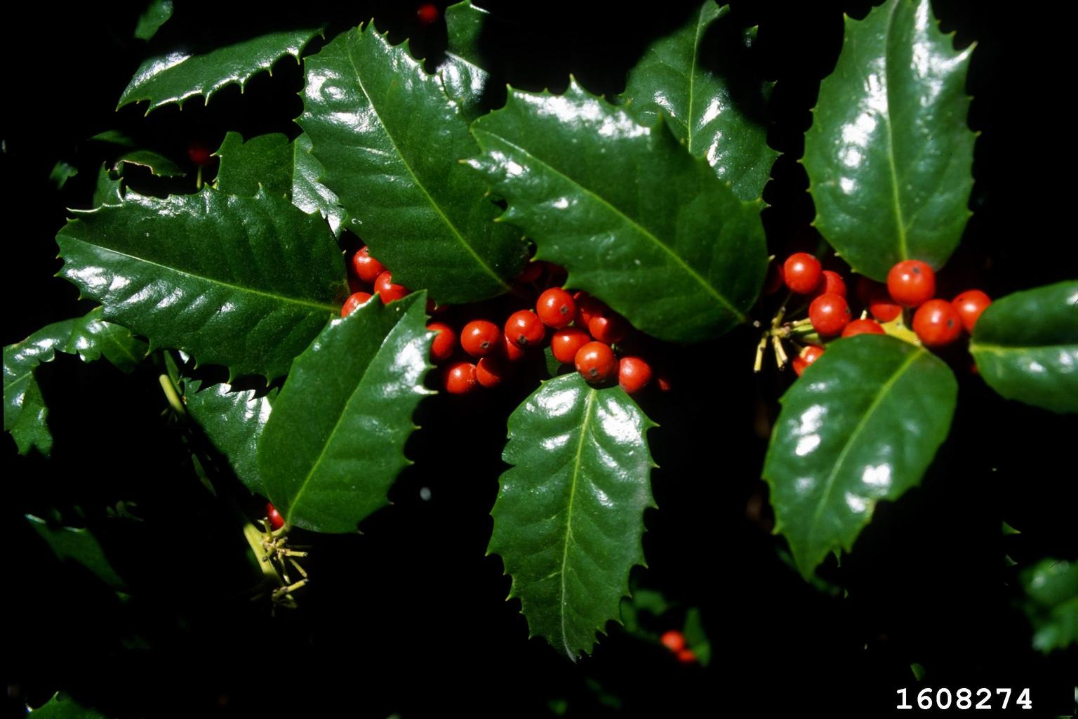 holly (Genus Ilex L.)