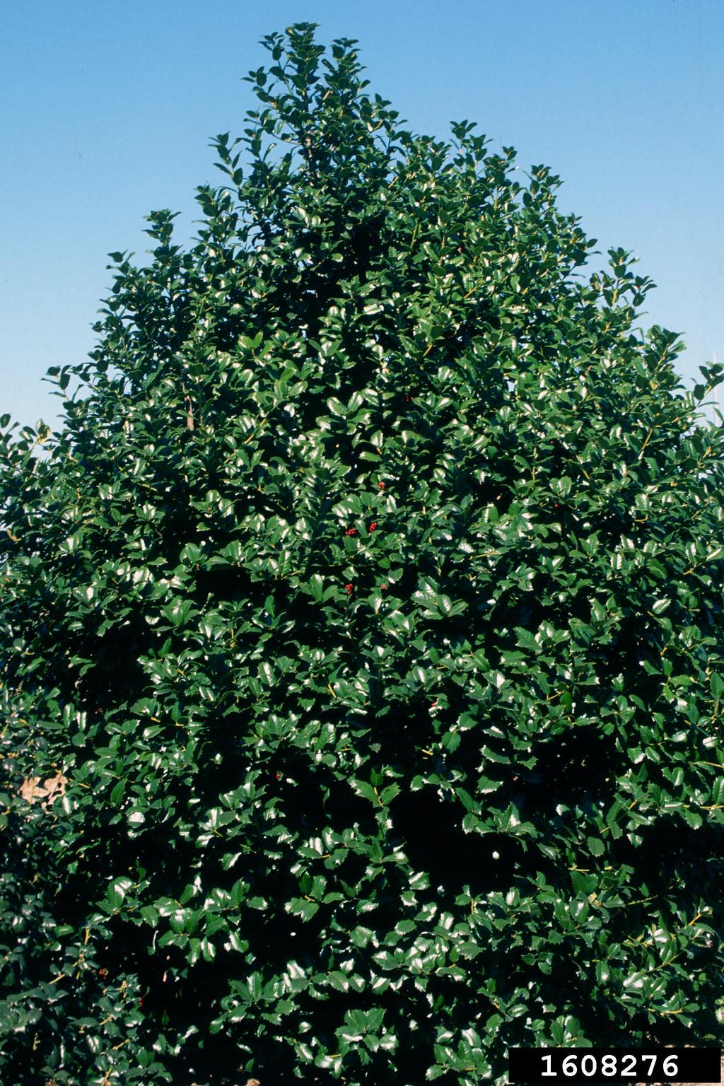 holly (Genus Ilex L.)