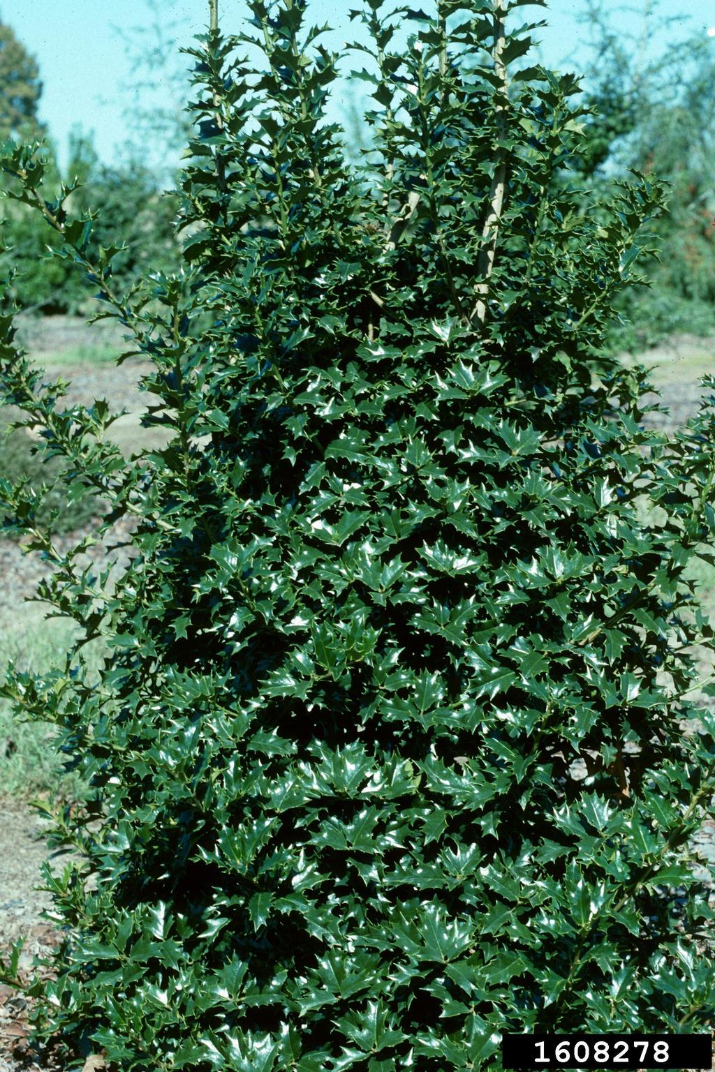 holly (Genus Ilex)