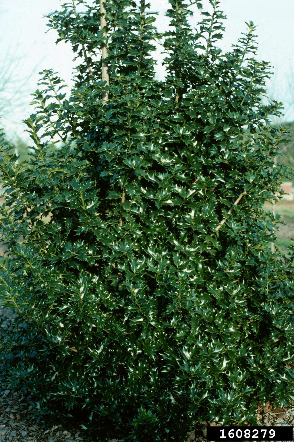 holly (Genus Ilex L.)