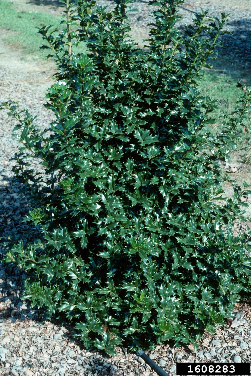 holly (Genus Ilex L.)