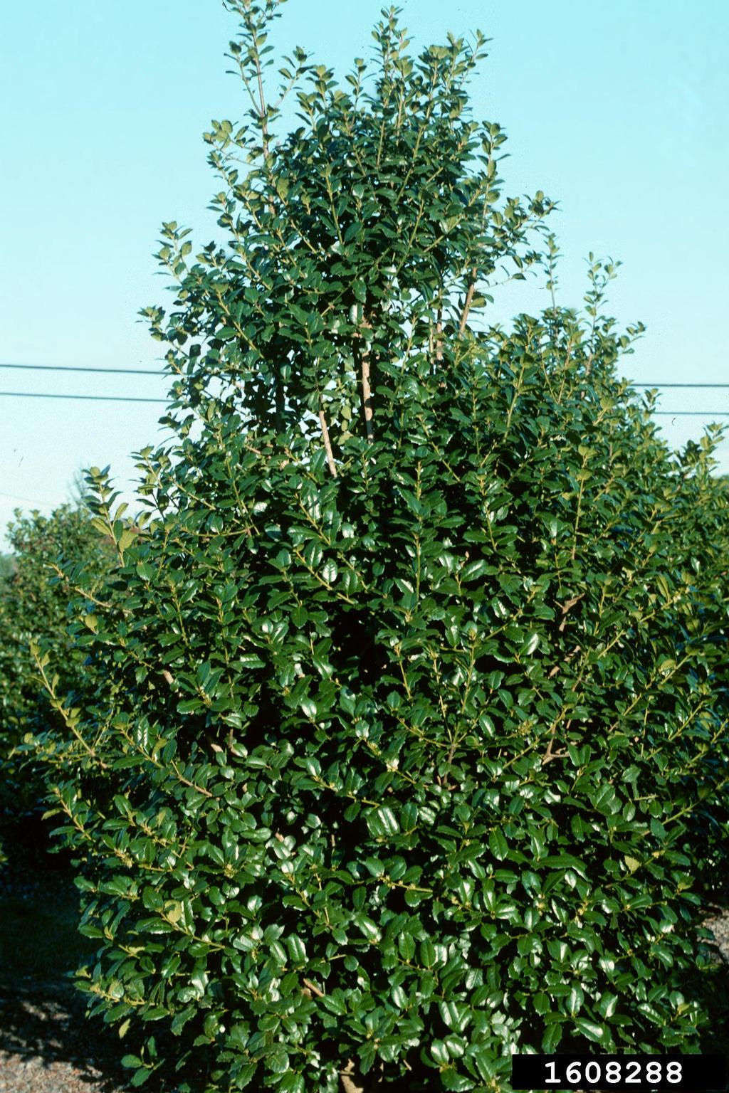 holly (Genus Ilex)