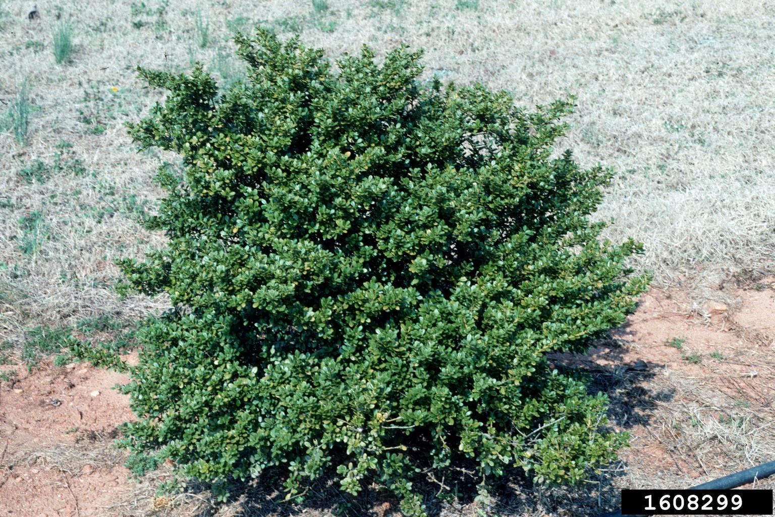 holly, Ilex spp. (Celastrales: Aquifoliaceae) - 1608299