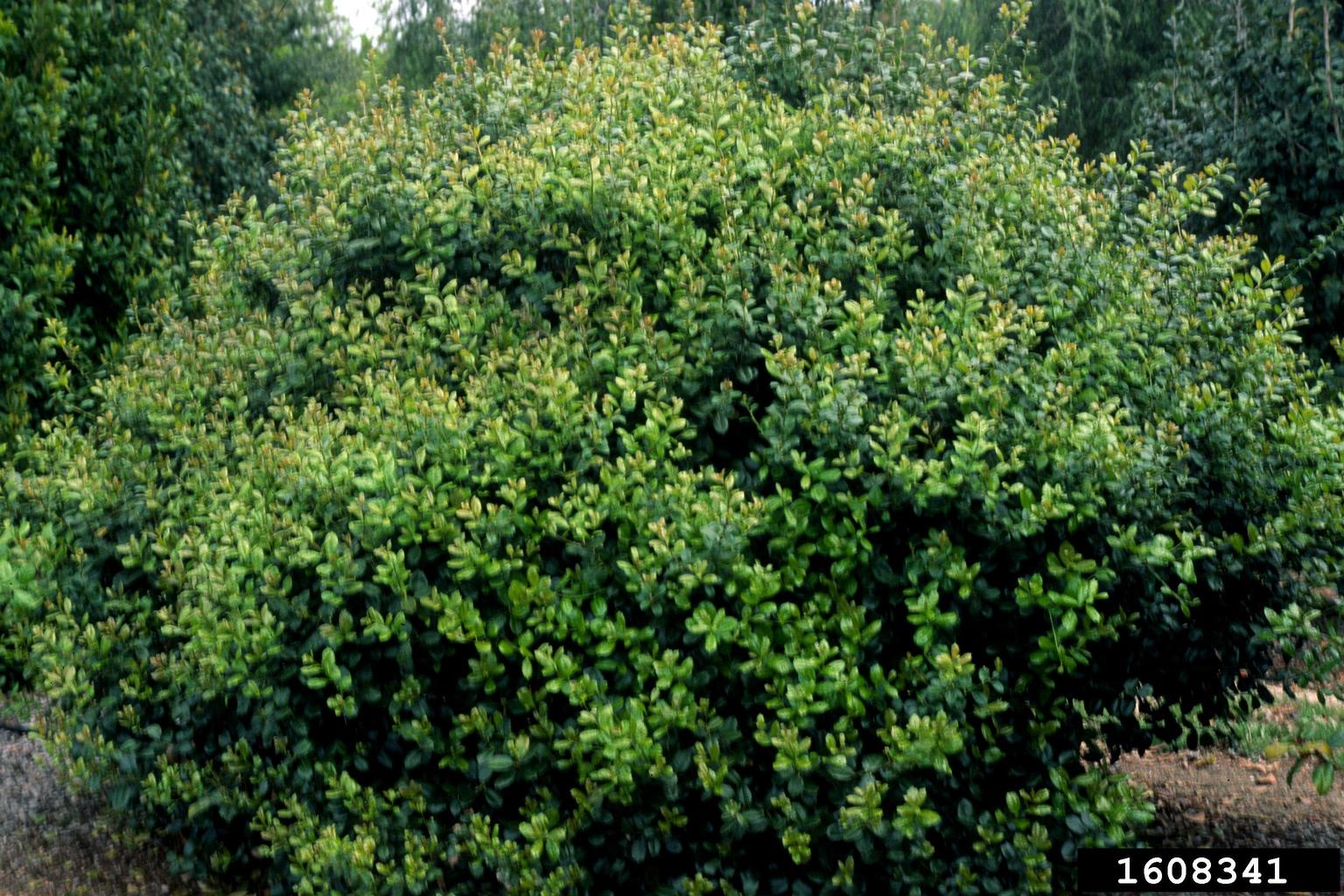 holly (Ilex x wandoensis C. F. Mill. & M. Kim)