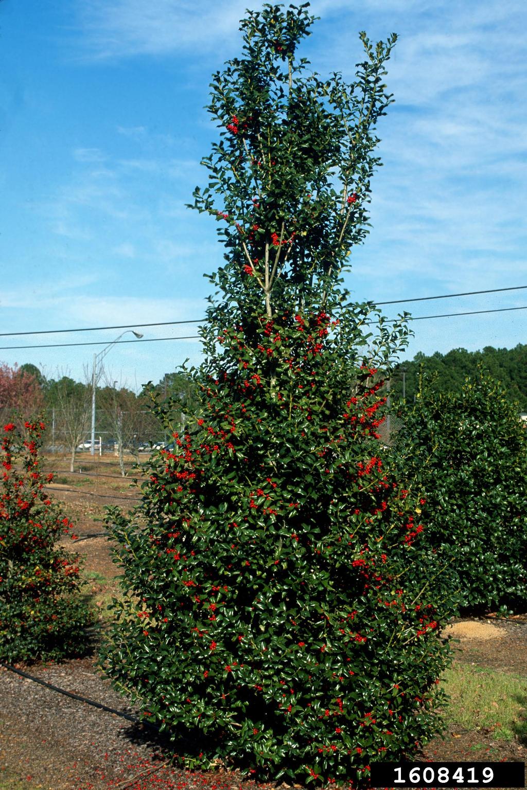 Washington holly (Ilex x washington [Ilex cornuta x ciliospinosa ...
