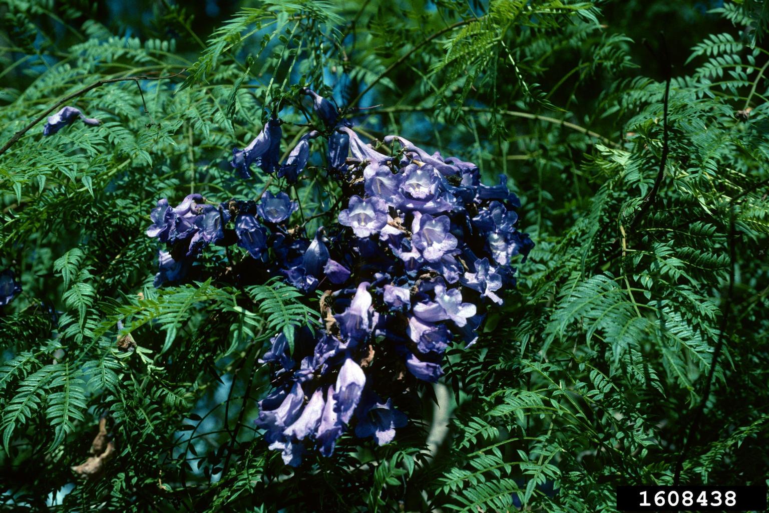 black poui (Jacaranda mimosifolia D. Don)