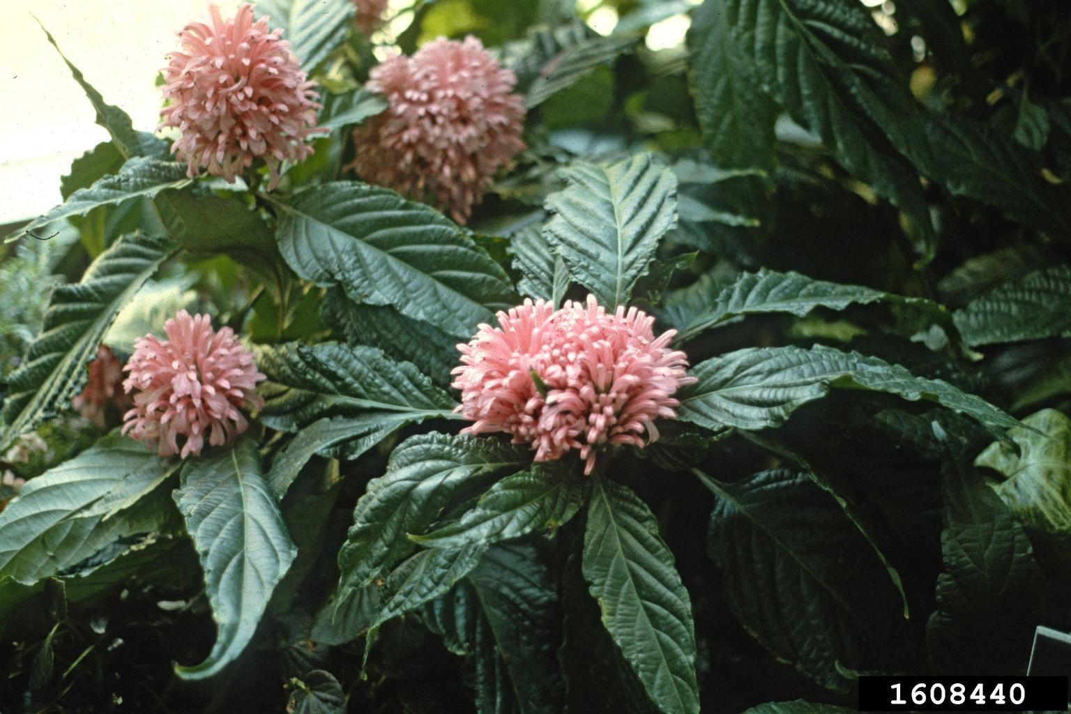 plume flowers (Genus Jacobinia Nees ex Moric.)