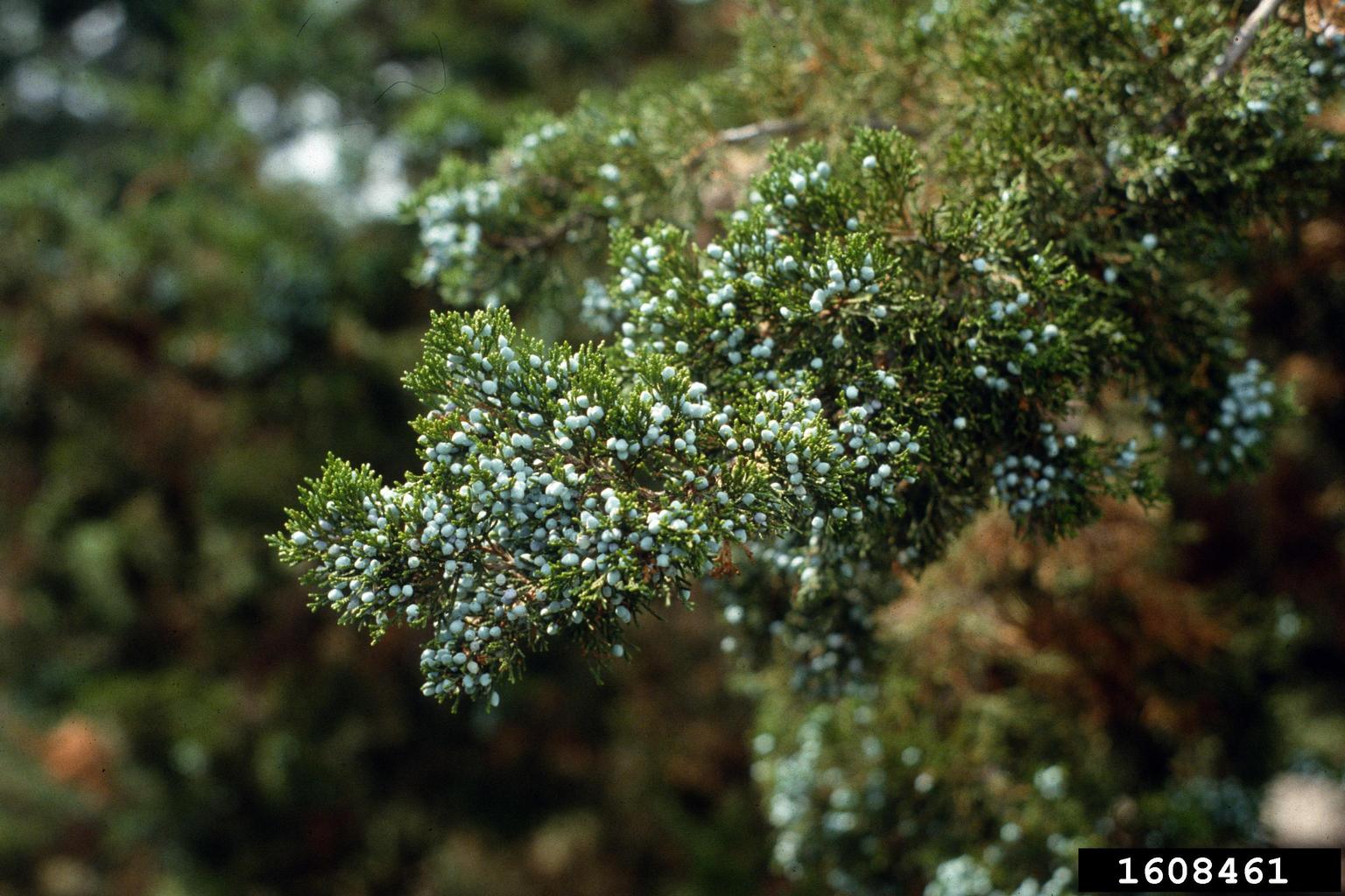 juniper (Genus Juniperus L.)