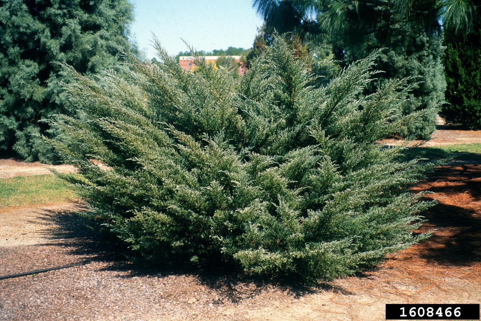 Chinese juniper (Juniperus chinensis)