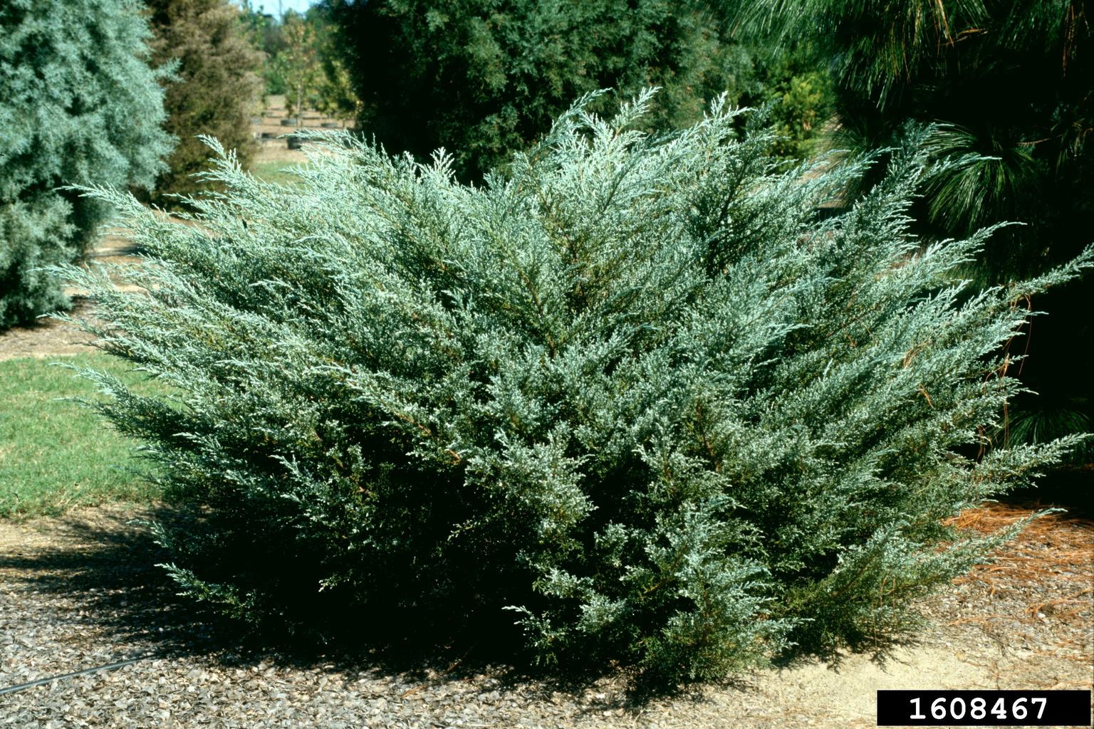 Chinese juniper (Juniperus chinensis)