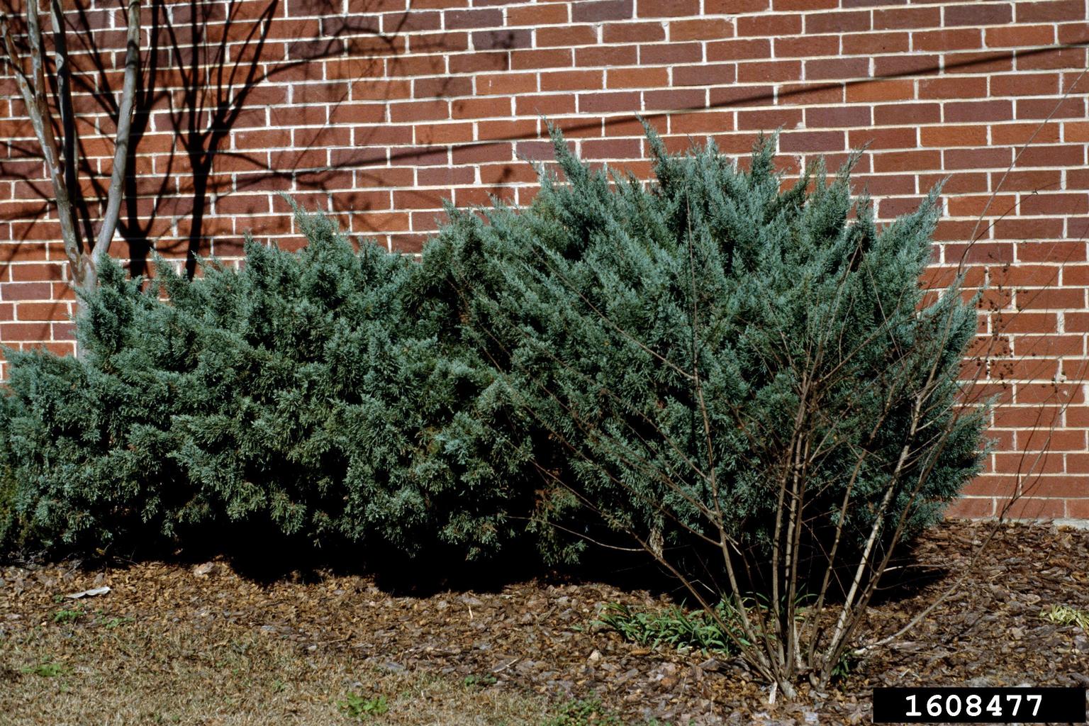 Chinese juniper (Juniperus chinensis)