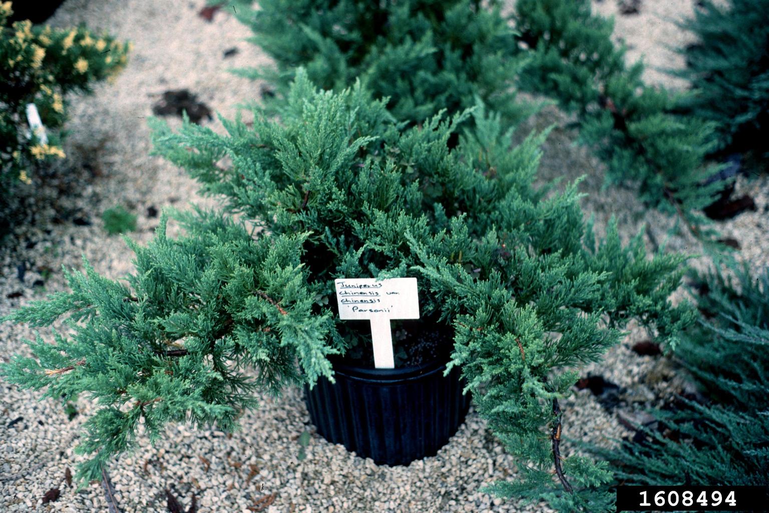Chinese juniper (Juniperus chinensis)