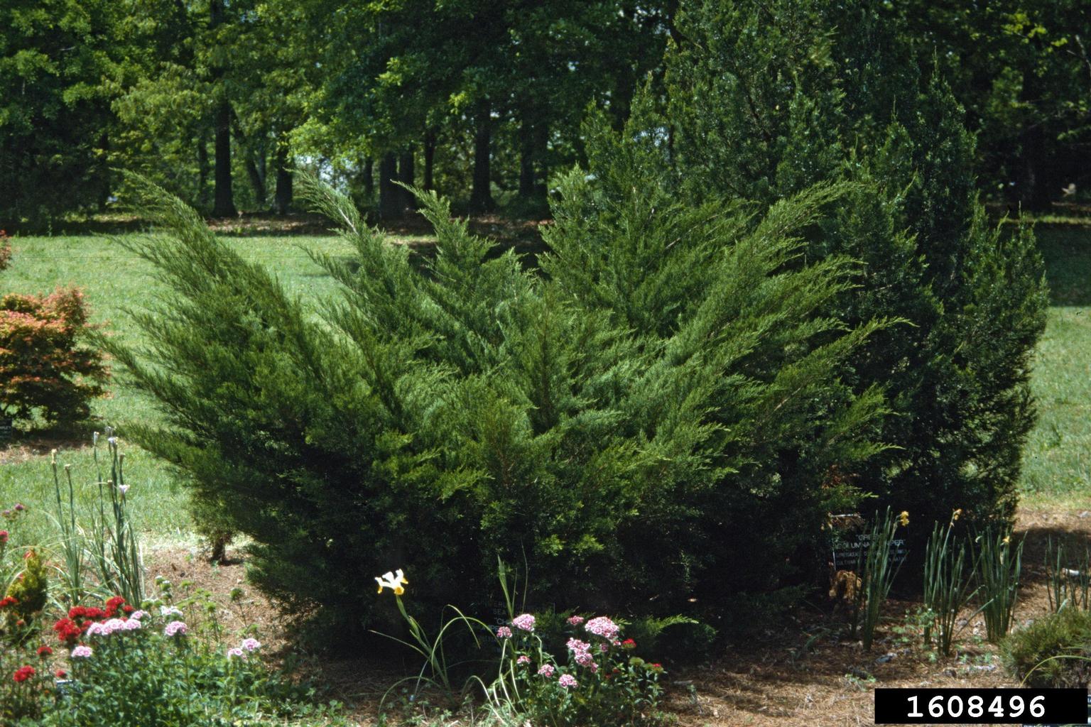 Chinese juniper (Juniperus chinensis L.)