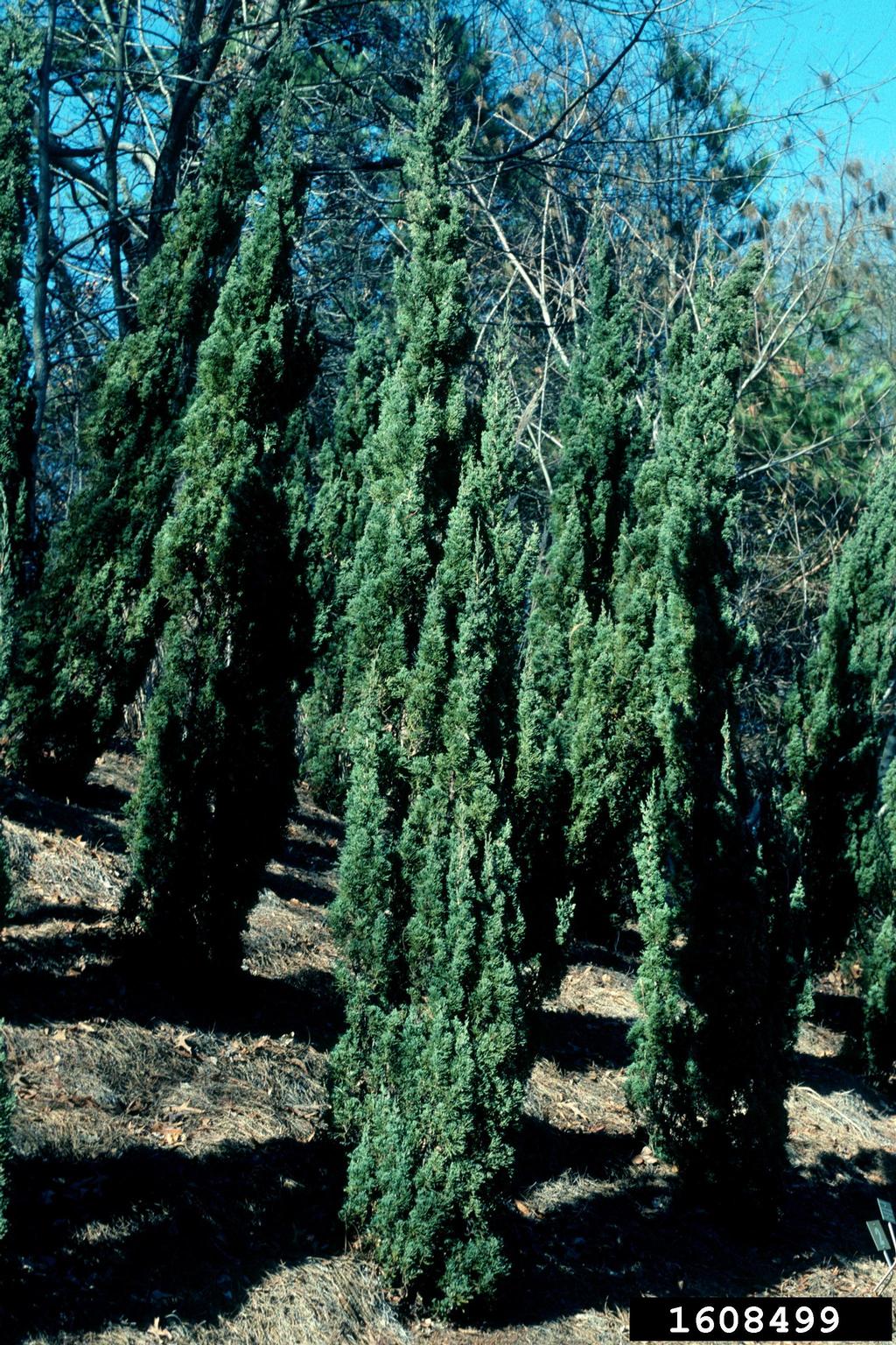 Chinese juniper (Juniperus chinensis)