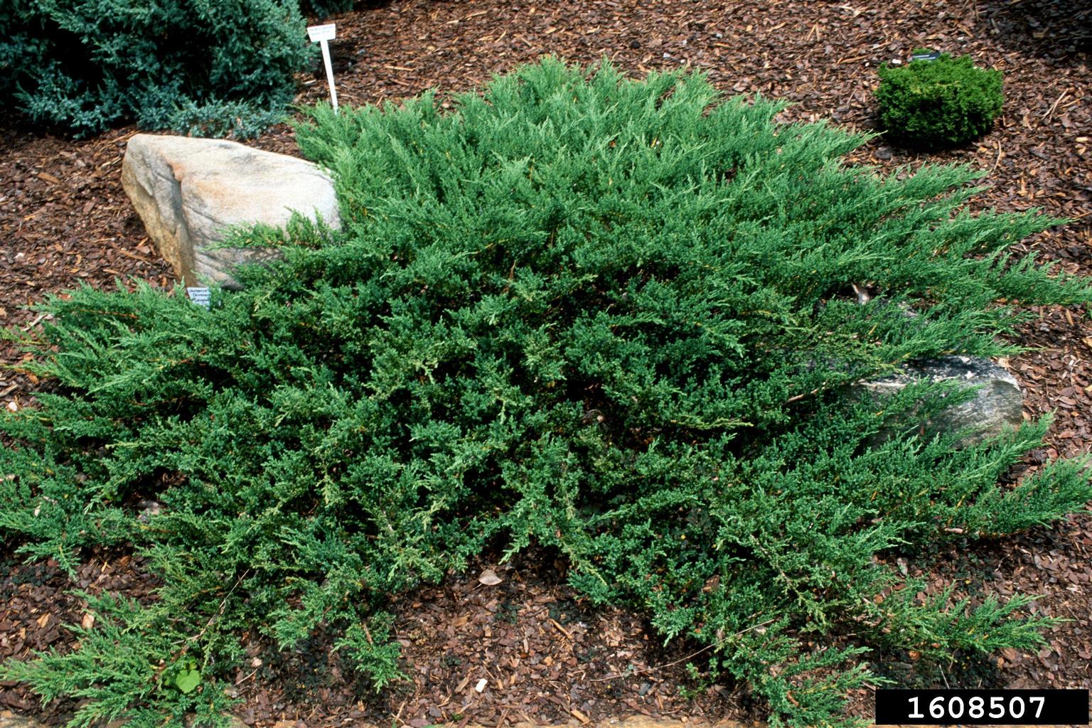 Chinese juniper (Juniperus chinensis)