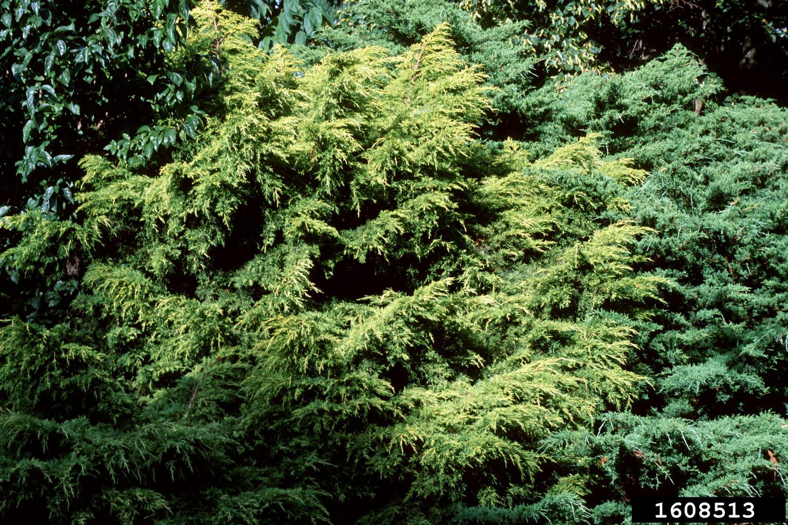Chinese juniper (Juniperus chinensis L.)