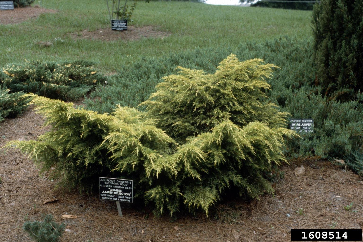 Chinese juniper (Juniperus chinensis)