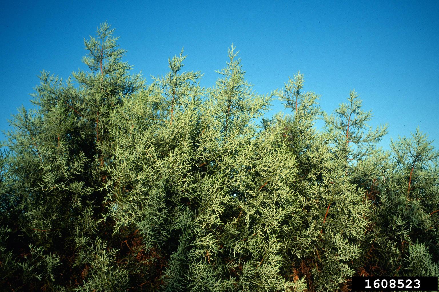 alligator juniper (Juniperus deppeana)