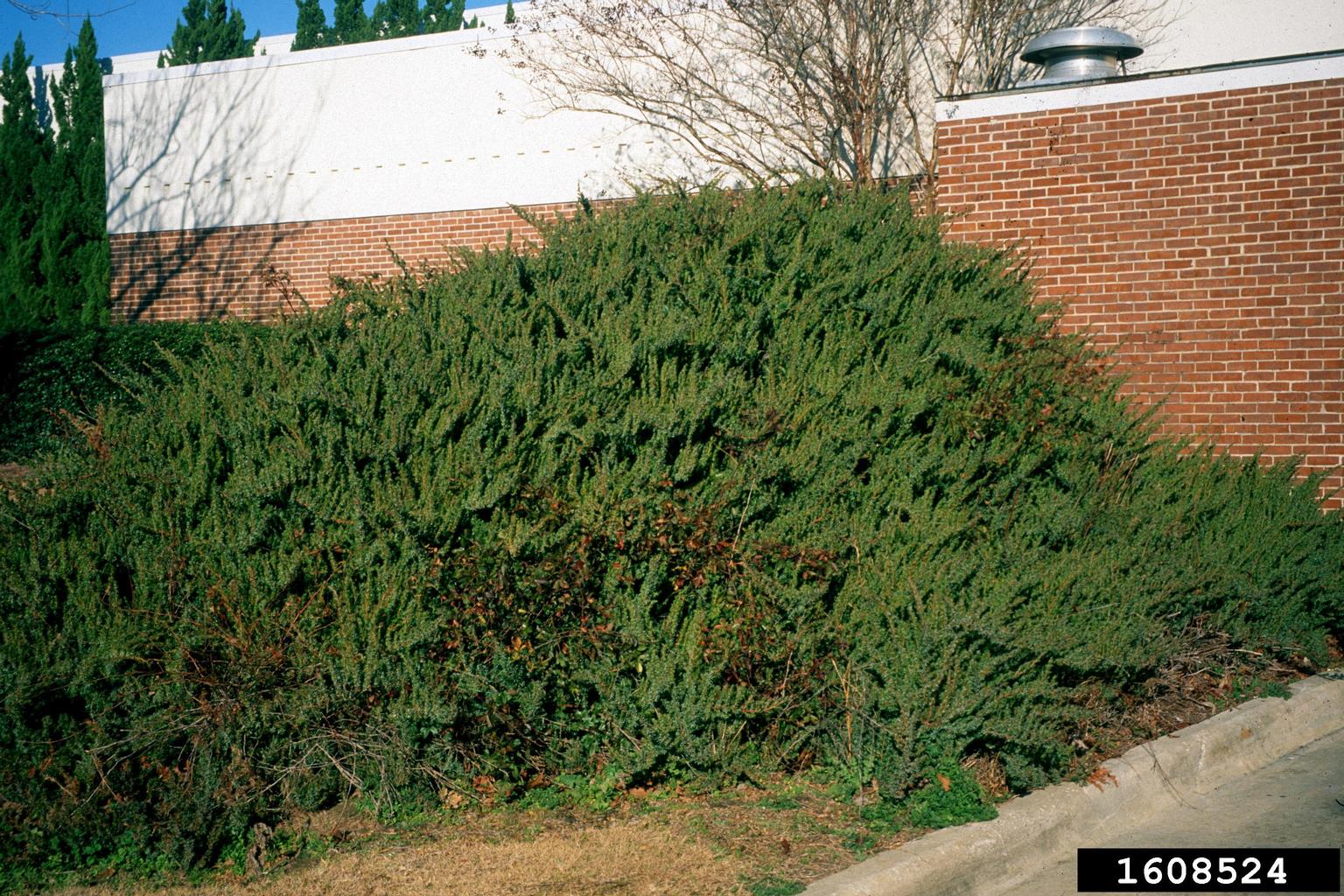 shore juniper (Juniperus conferta Parl.)