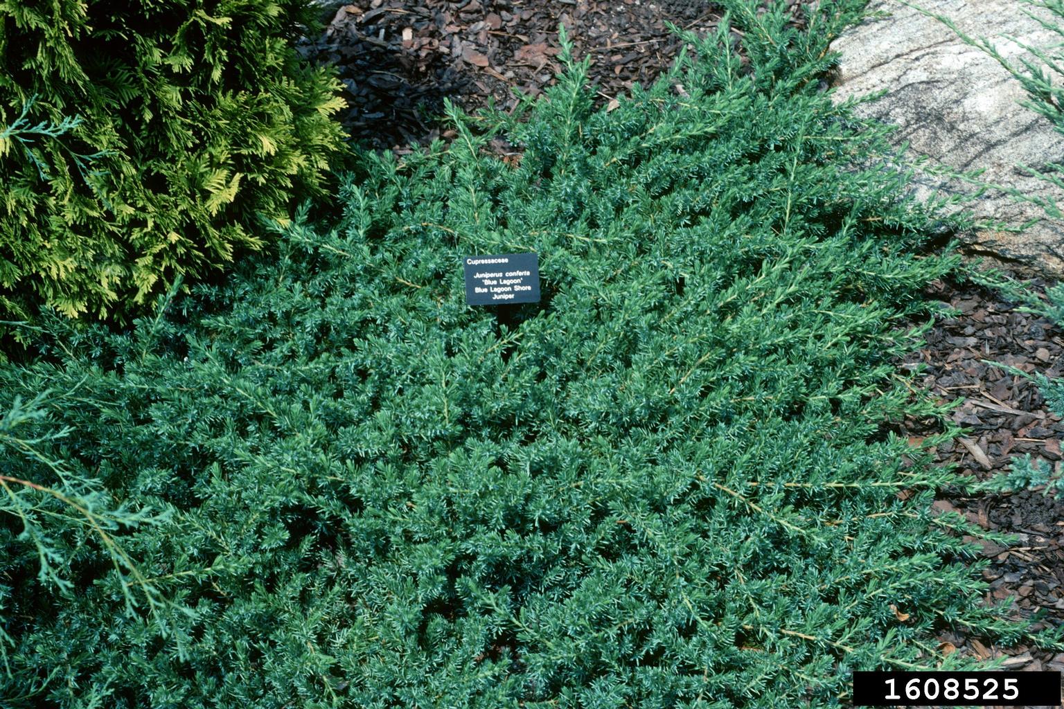 shore juniper (Juniperus conferta)