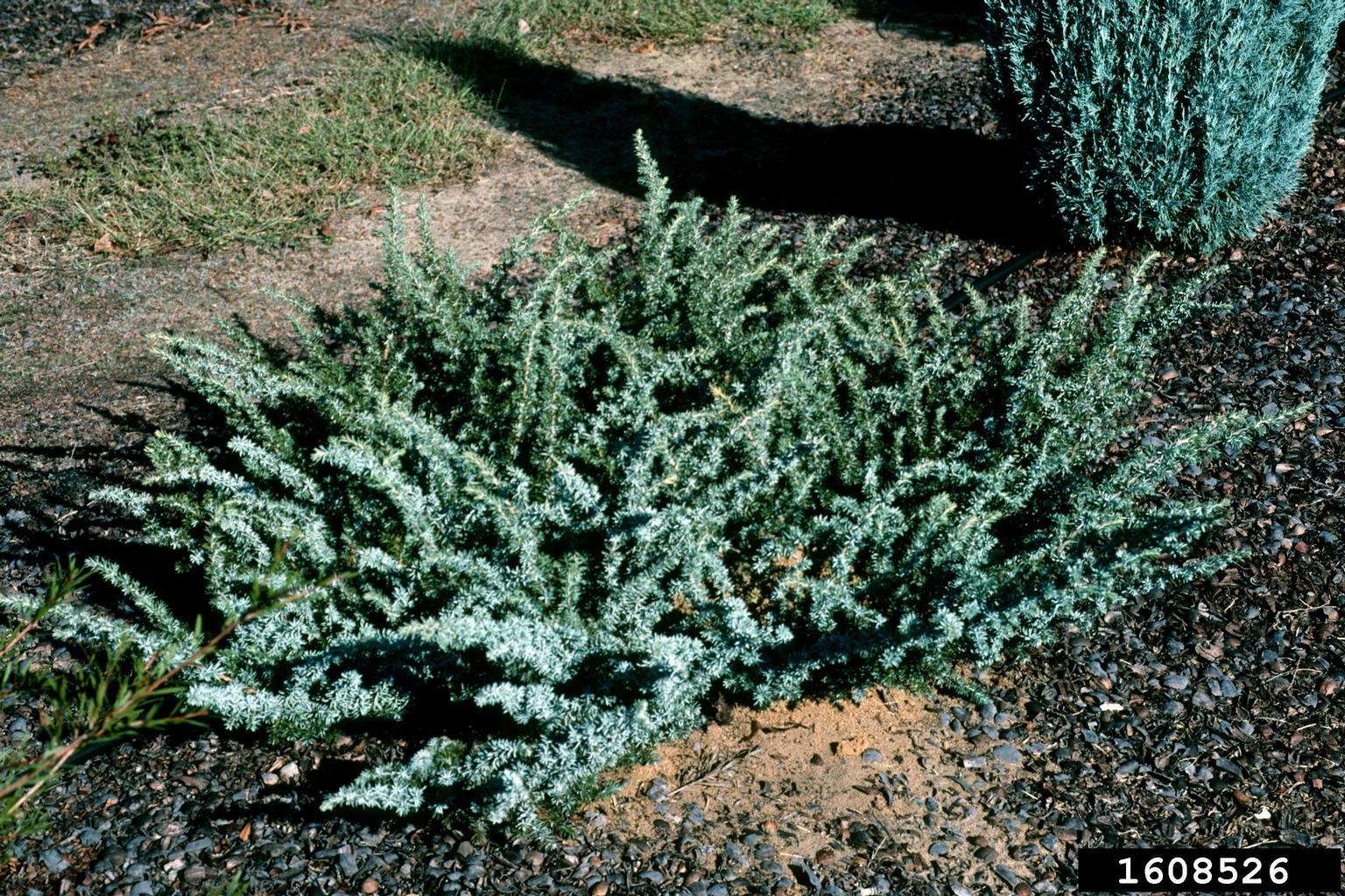 shore juniper (Juniperus conferta Parl.)