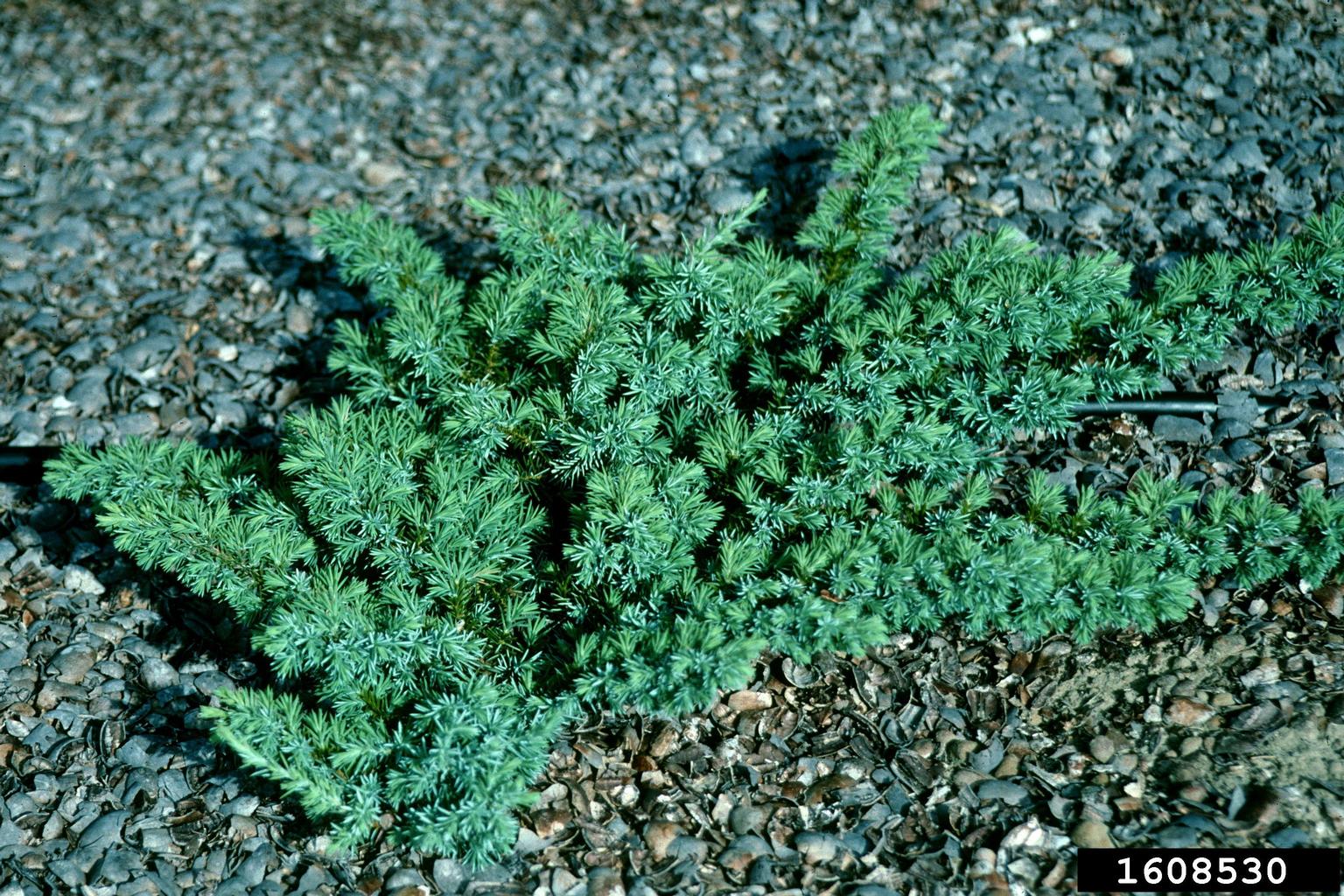 shore juniper (Juniperus conferta)