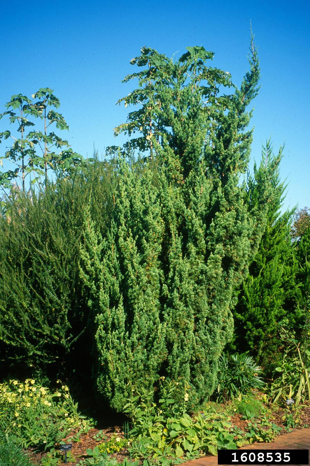 Chinese juniper (Juniperus chinensis L.)