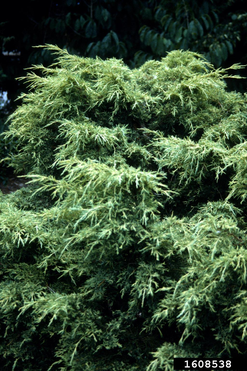 Chinese juniper (Juniperus chinensis L.)