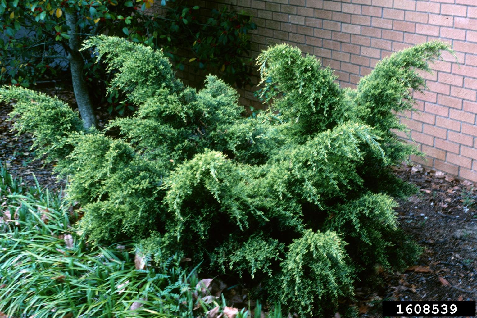 Chinese juniper (Juniperus chinensis)