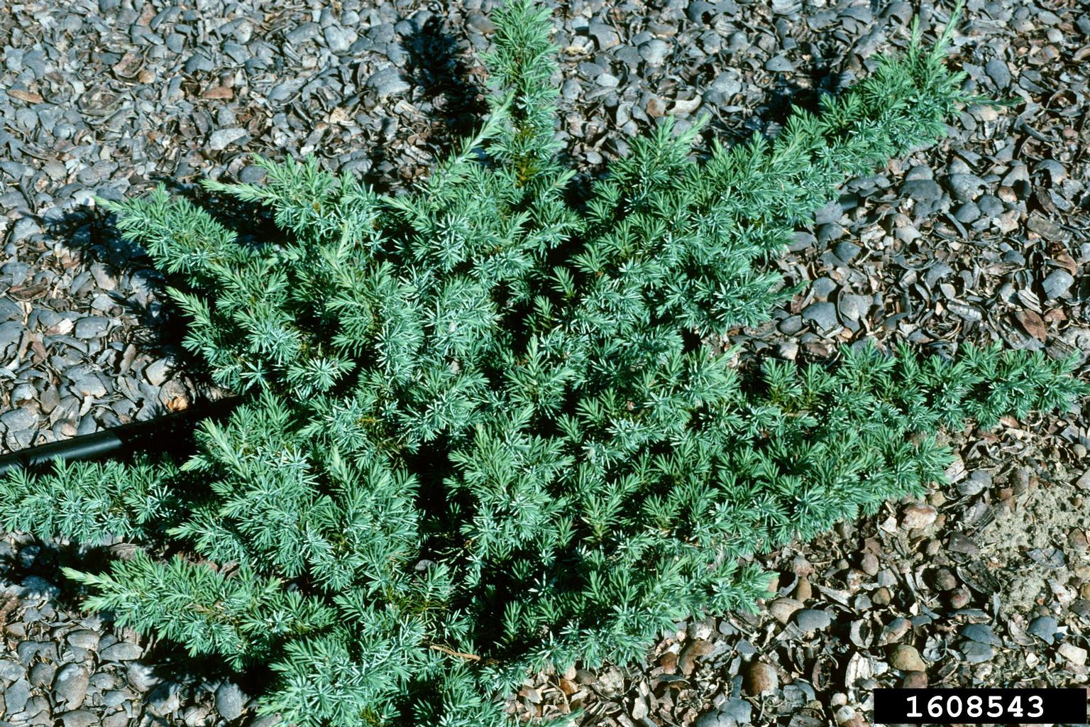 shore juniper (Juniperus conferta)