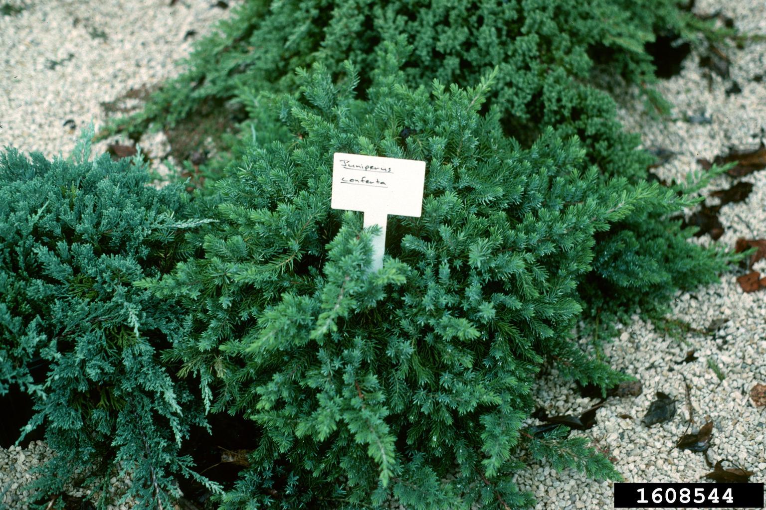 shore juniper (Juniperus conferta Parl.)