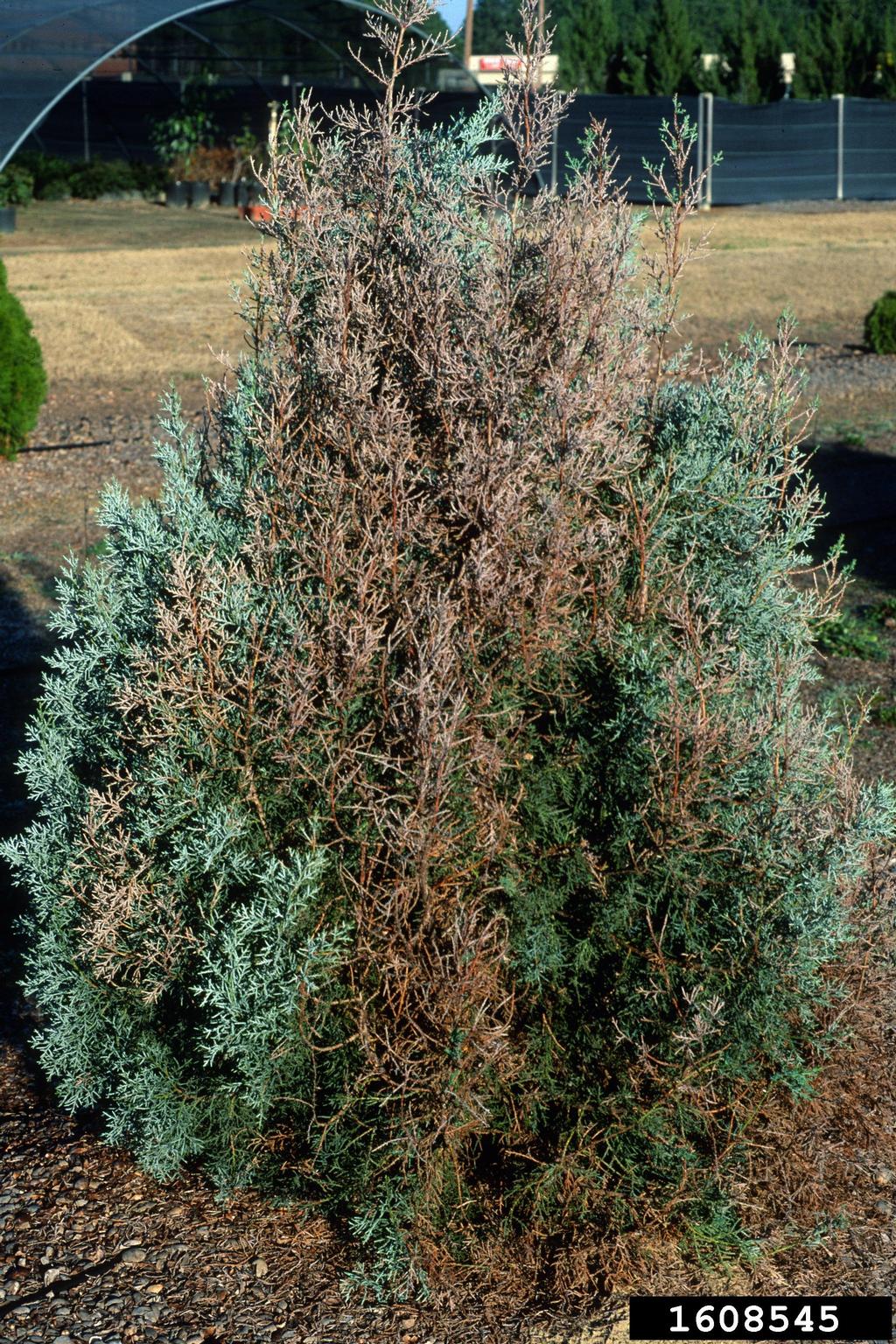 Botryosphaeria canker, white rot (Botryosphaeria dothidea (Moug.:Fr ...