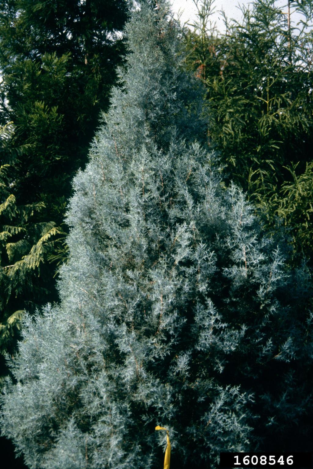 alligator juniper (Juniperus deppeana Steud.)