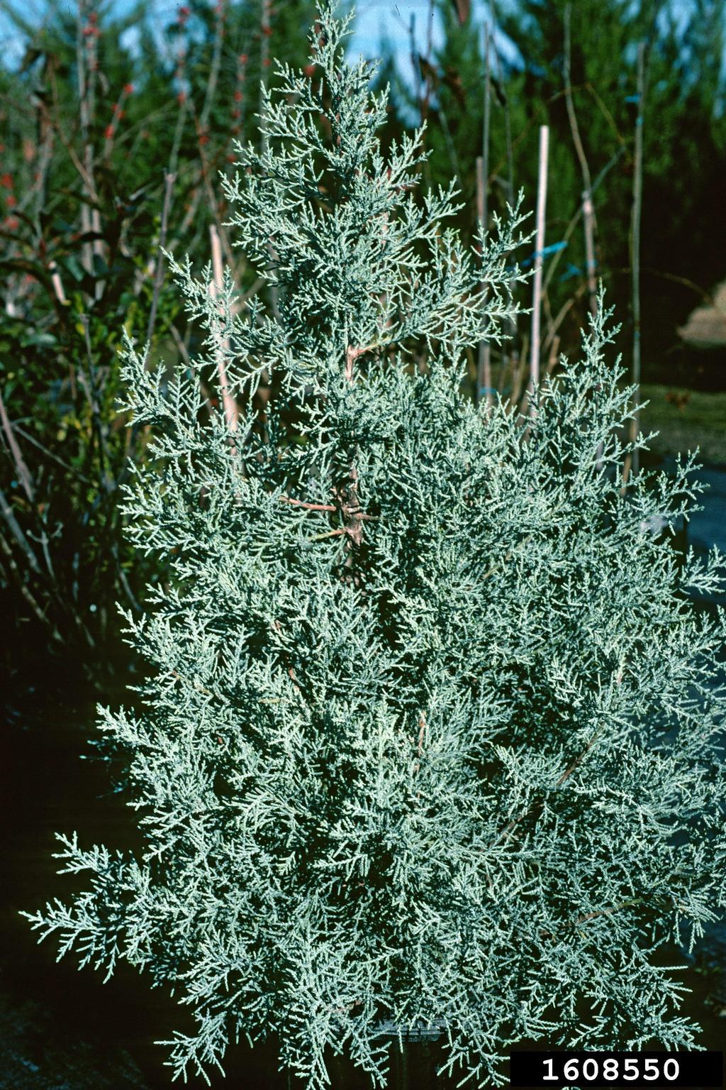 alligator juniper (Juniperus deppeana)