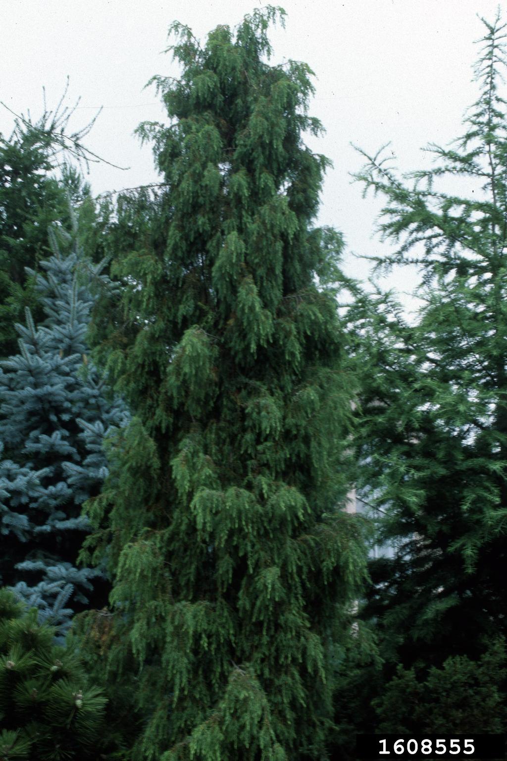 formosan juniper (Juniperus formosana Hayata)
