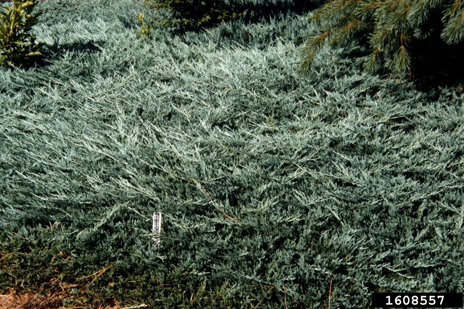 creeping juniper (Juniperus horizontalis Moench)