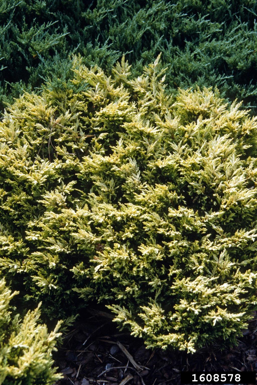 creeping juniper (Juniperus horizontalis)