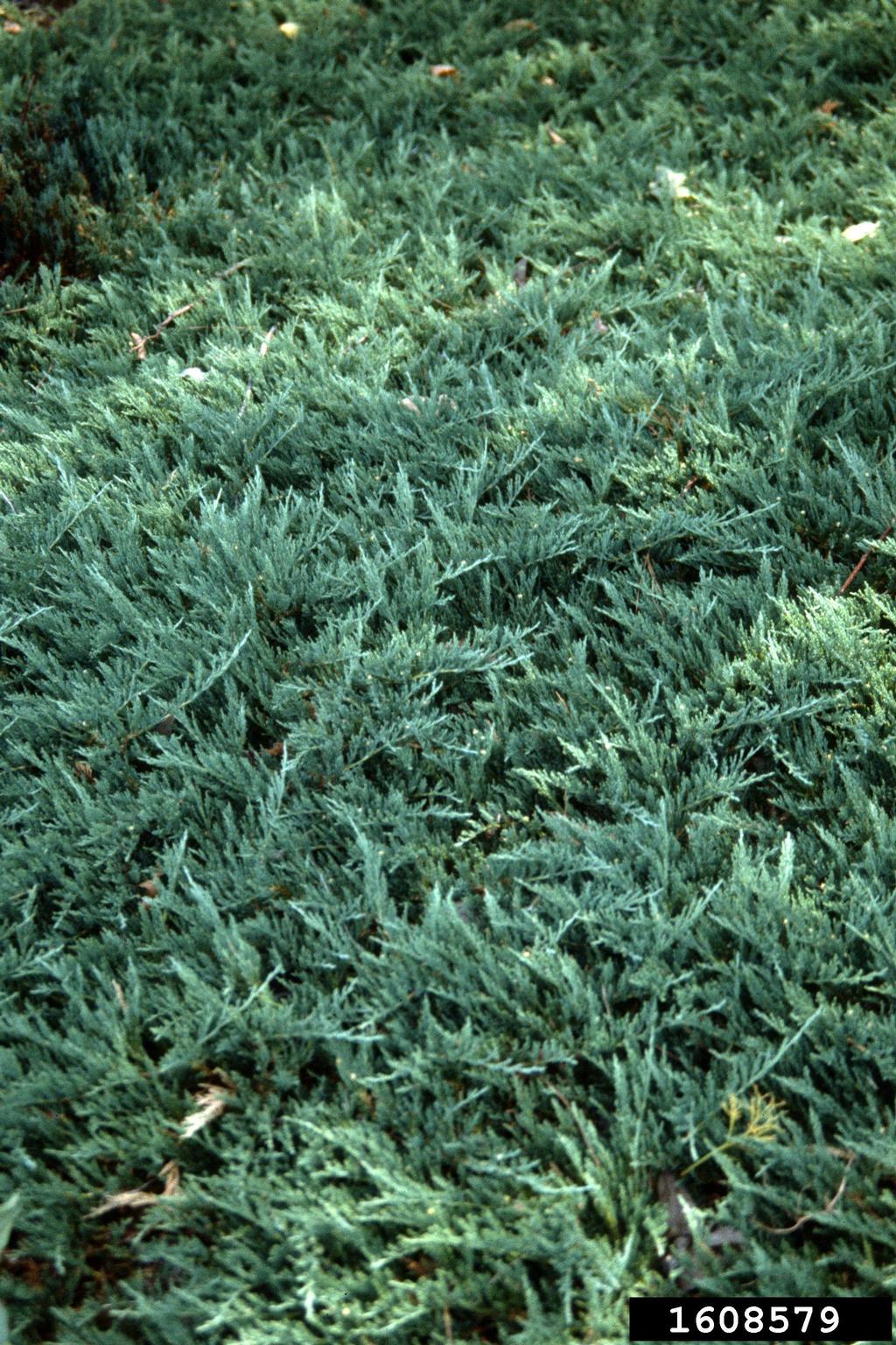 creeping juniper (Juniperus horizontalis)